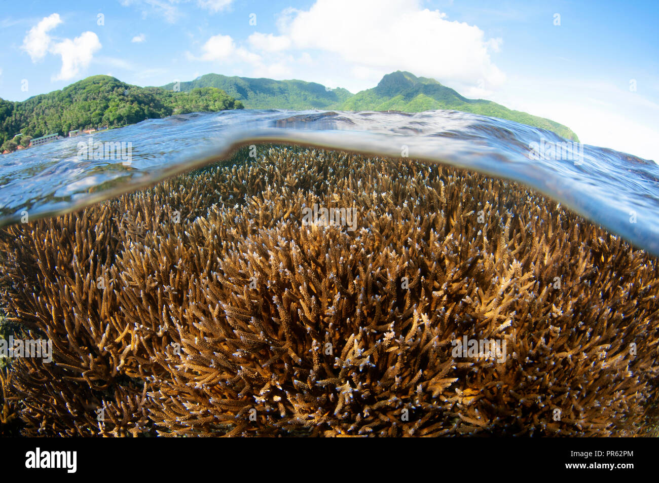 Shallow coral reef with several Acropora species, Fagaalu Bay, Pago ...
