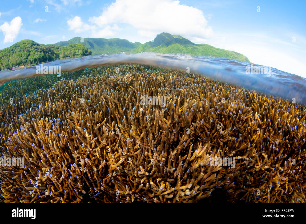 Shallow coral reef with several Acropora species, Fagaalu Bay, Pago ...