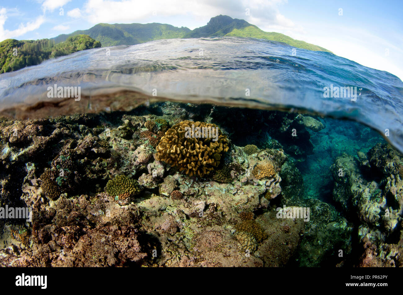 Shallow coral reef with several Acropora species, Fagaalu Bay, Pago ...