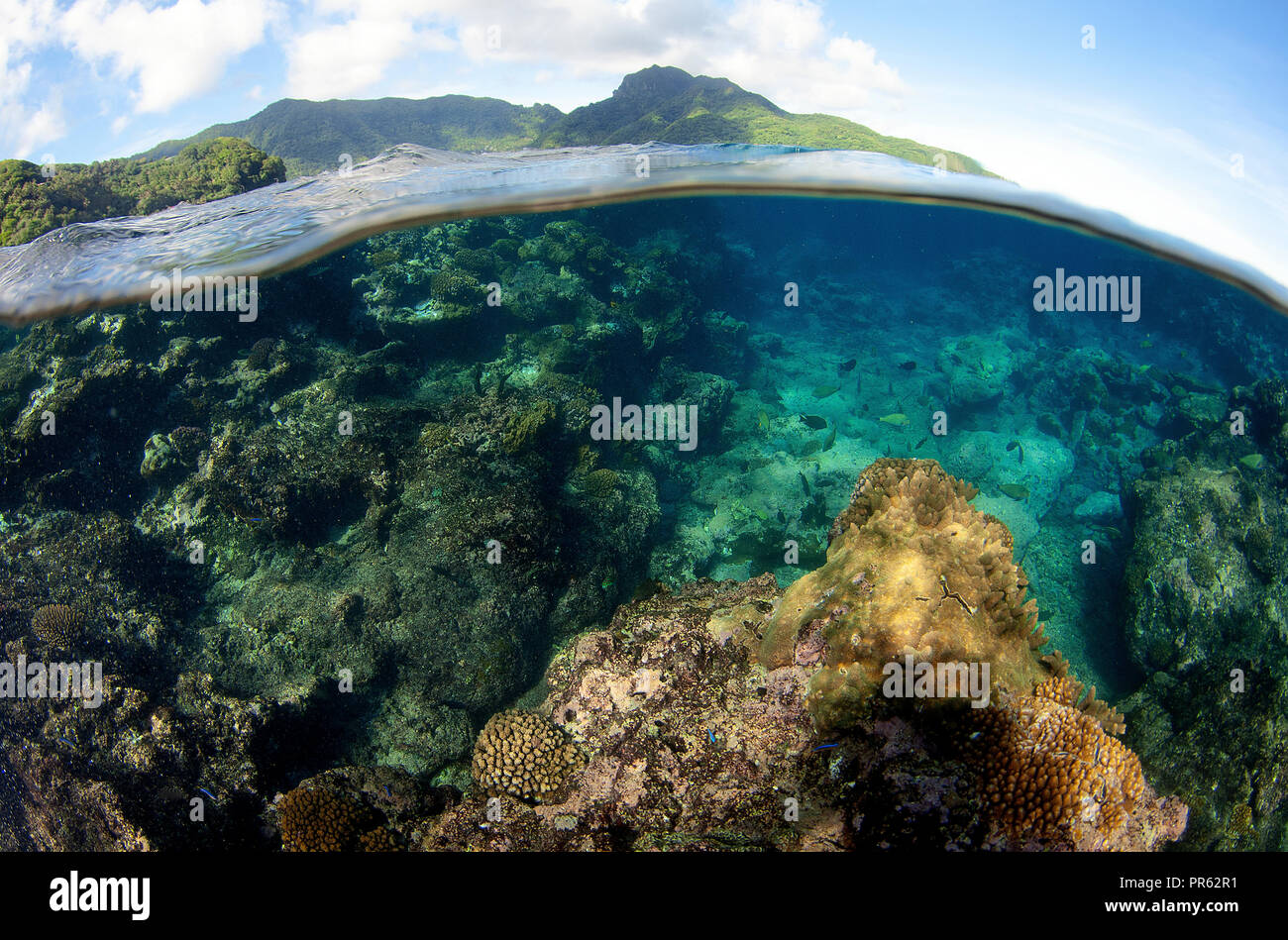 Shallow coral reef with several Acropora species, Fagaalu Bay, Pago ...