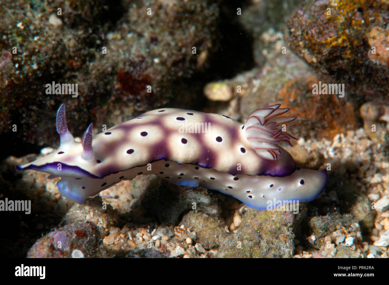Sea slug or nudibranch, Hypselodoris tryoni, Fagaalu Bay, Pago Pago ...