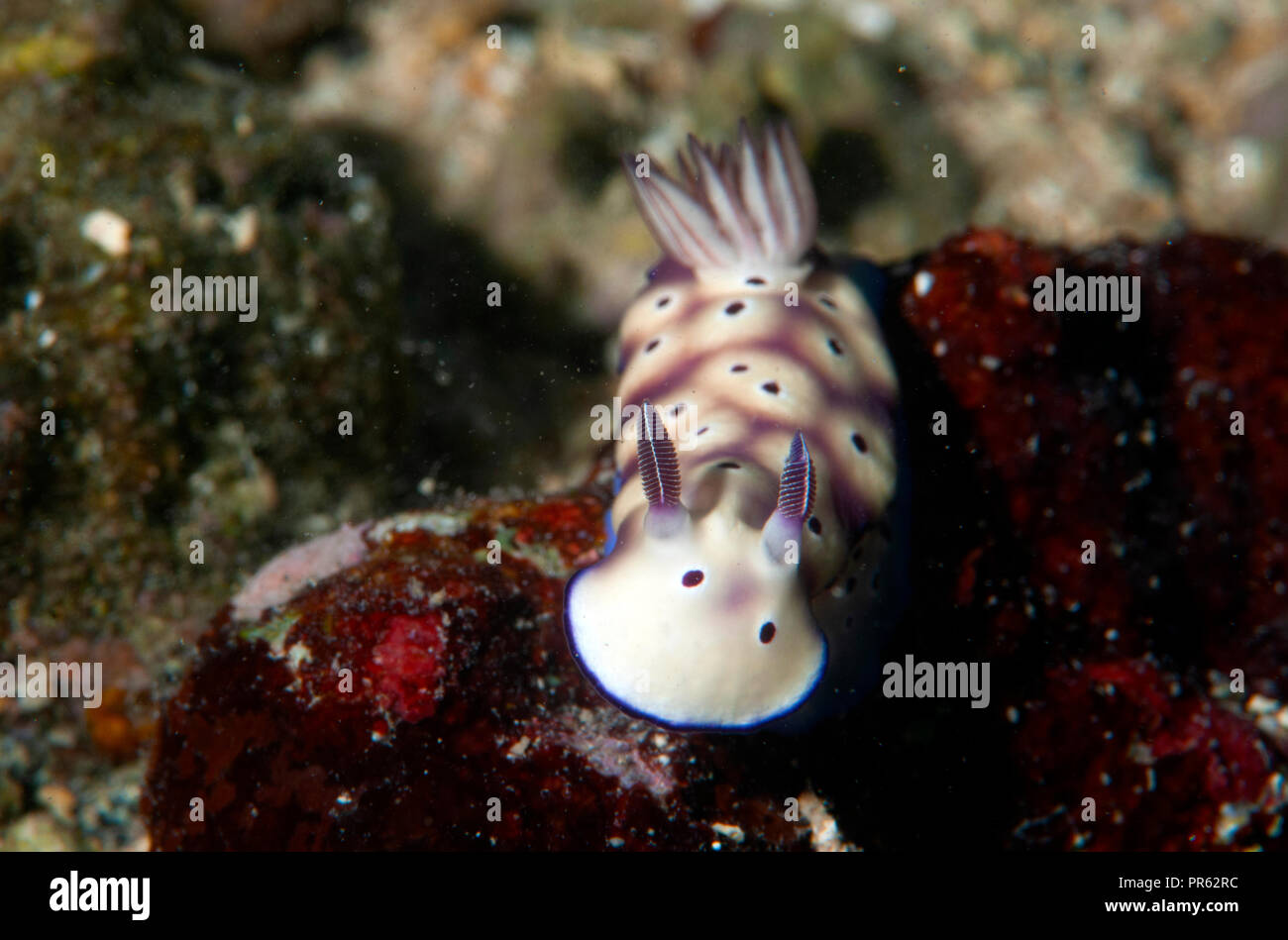 Sea slug or nudibranch, Hypselodoris tryoni, Fagaalu Bay, Pago Pago ...