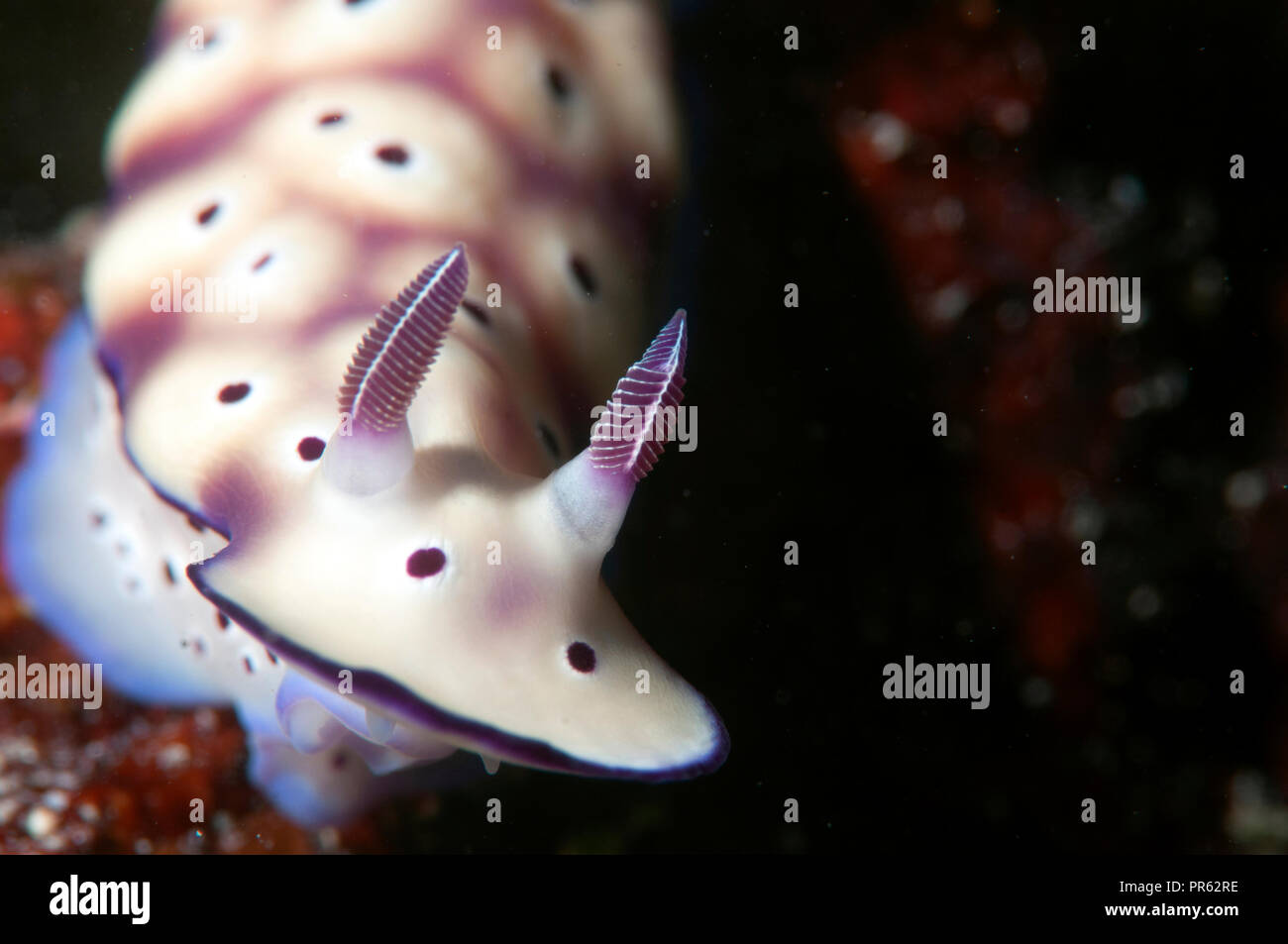Sea slug or nudibranch, Hypselodoris tryoni, Fagaalu Bay, Pago Pago ...