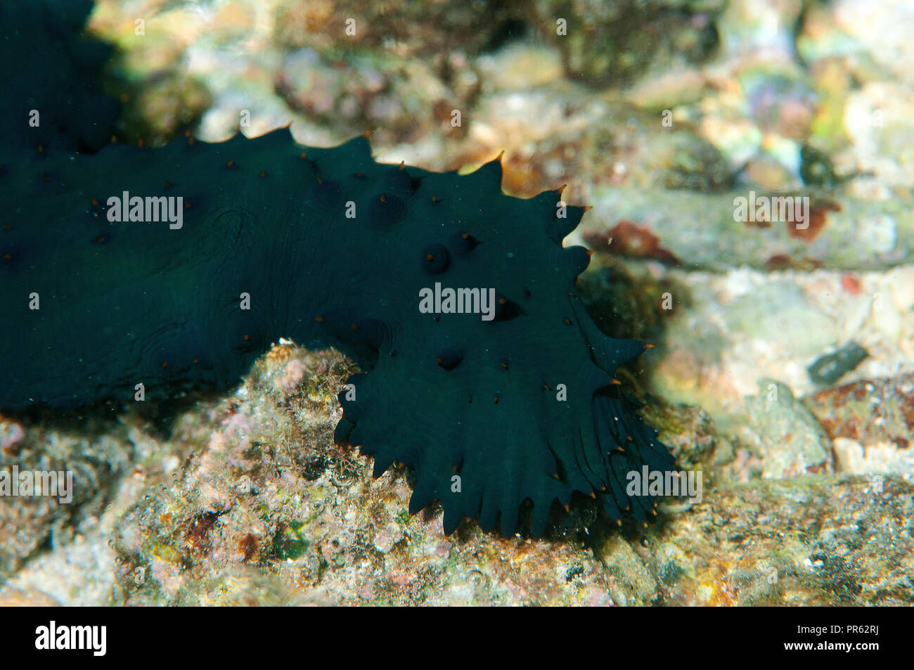 Stichopus hi-res stock photography and images - Alamy