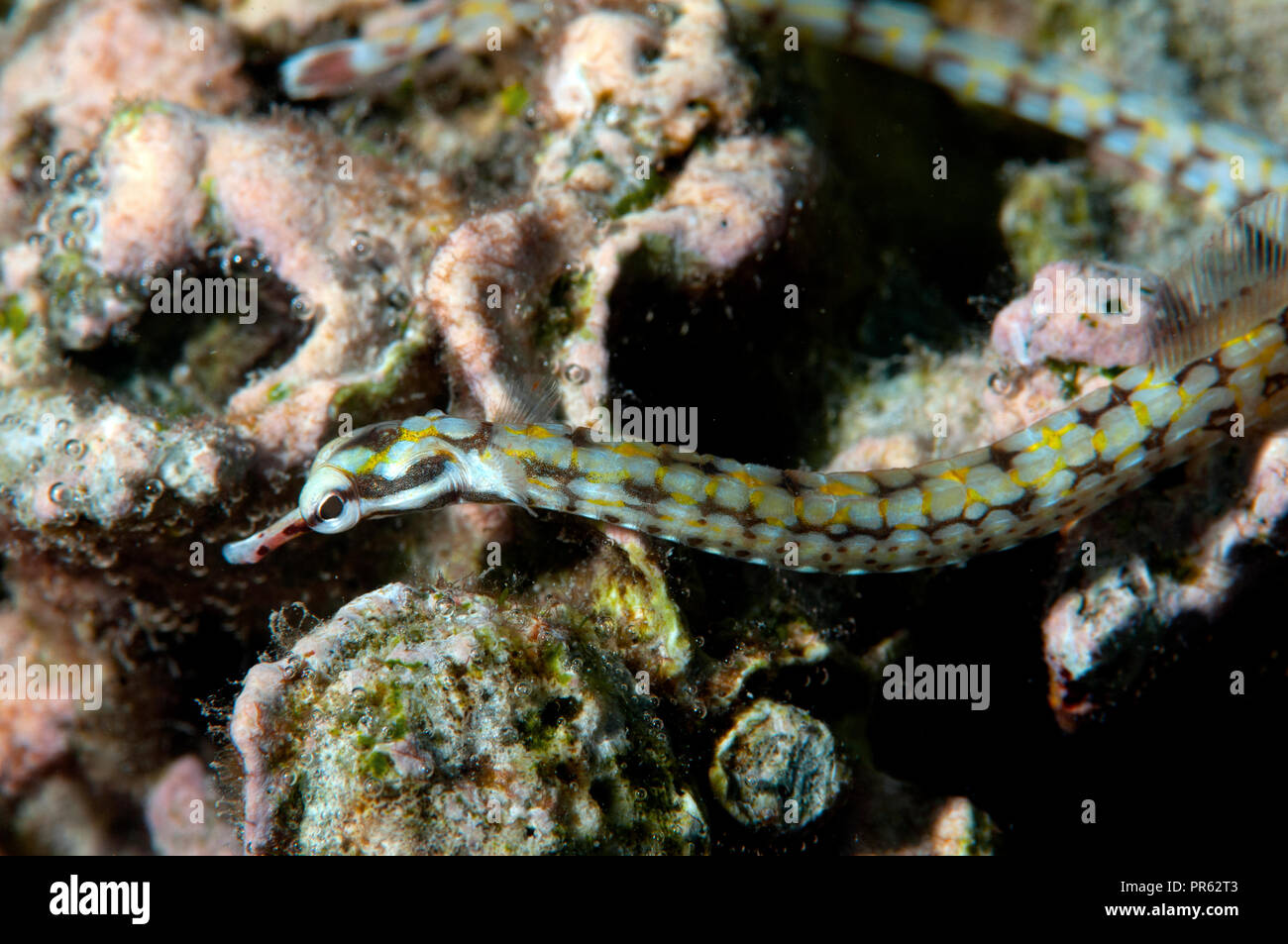 Yellow spotted pipefish, Corythoichthys polynotatus, Fagaalu Bay, Pago ...