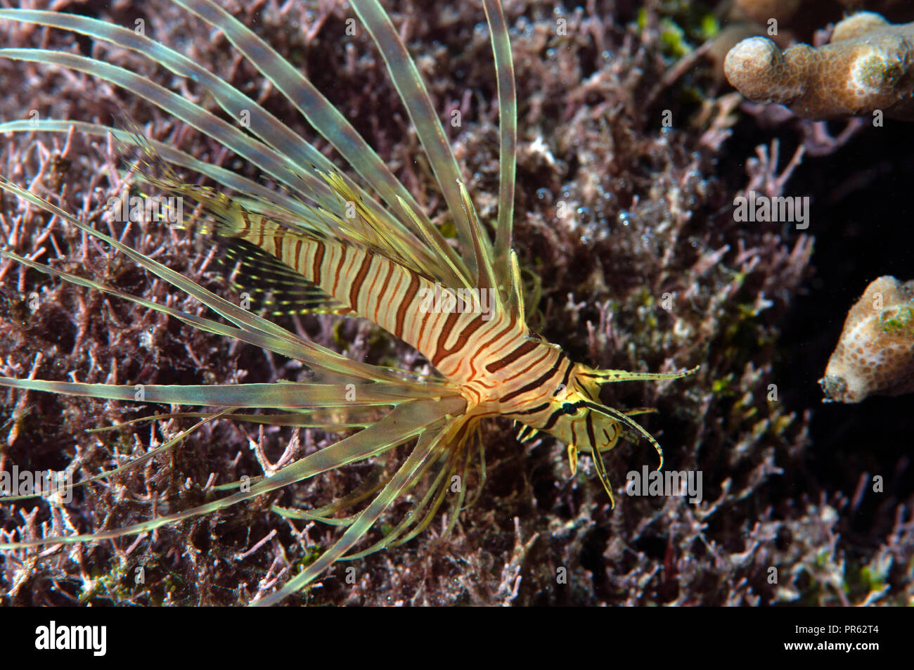 Spotfin lionfish, Pterois antennata, Fagaalu Bay, Pago Pago, Tutuila ...