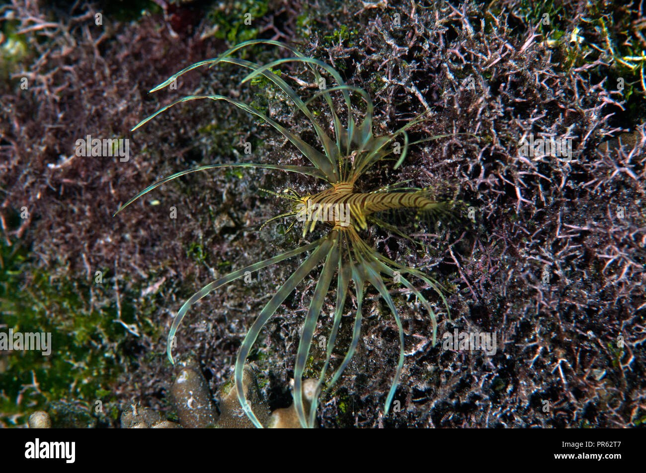 Spotfin lionfish, Pterois antennata, Fagaalu Bay, Pago Pago, Tutuila ...