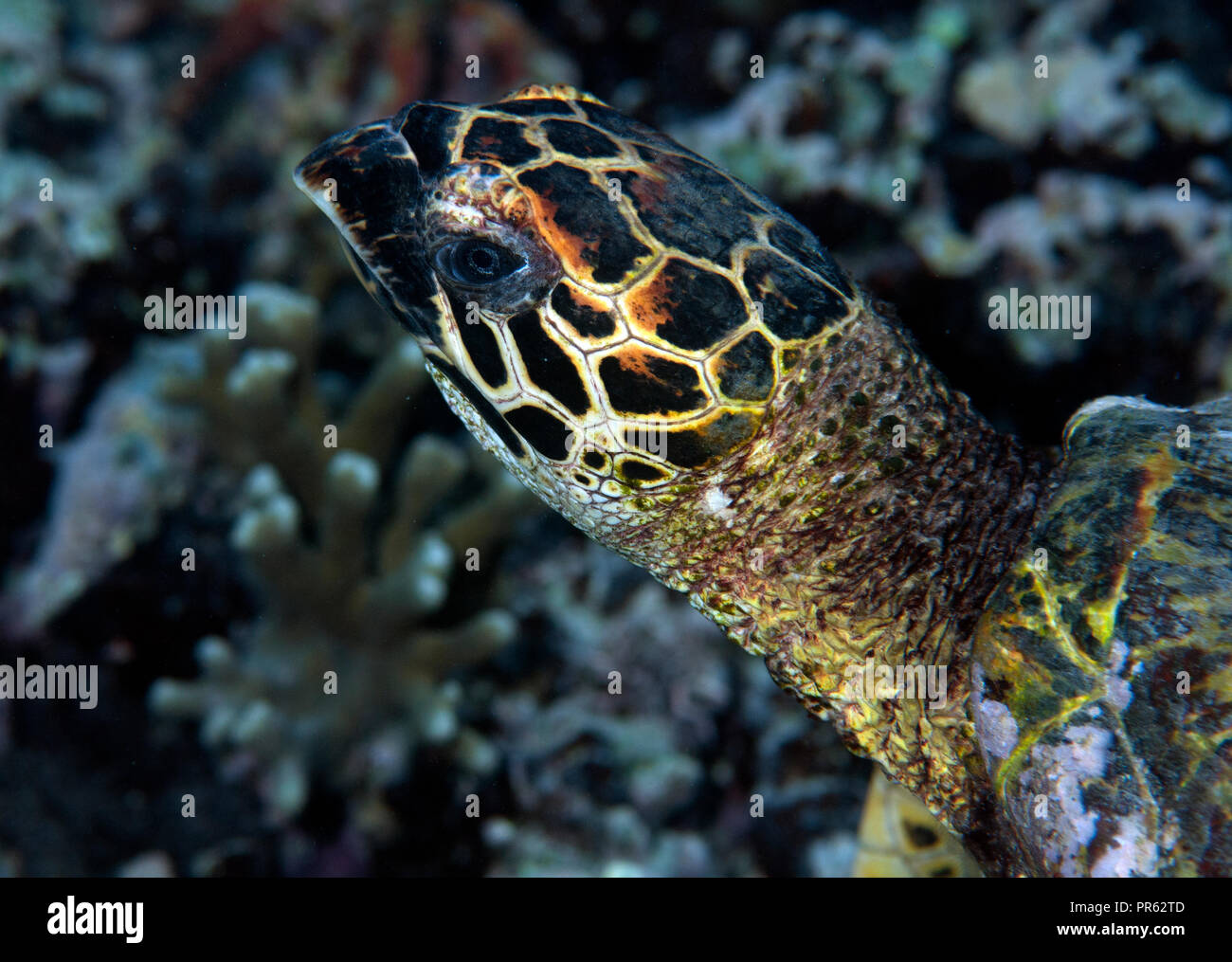 Hawksbill sea turtle, Eretmochelys imbricata, Fagaalu Bay, Pago Pago ...