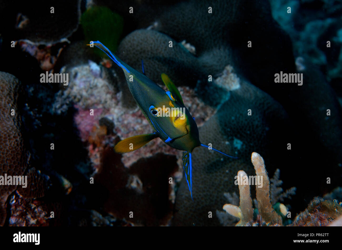Semicircle angelfish, Pomacanthus semicirculatus, Heron Island, Great ...