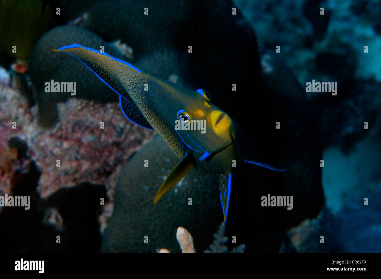 Semicircle angelfish, Pomacanthus semicirculatus, Heron Island, Great ...