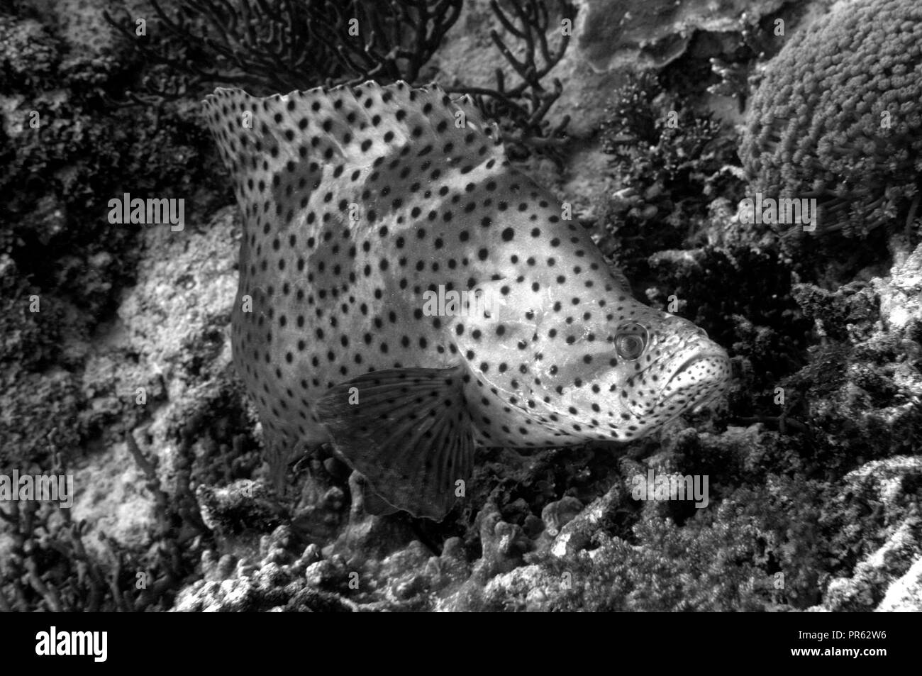 Barramundi or humpback grouper, Cromileptes altivelis, Heron Island ...