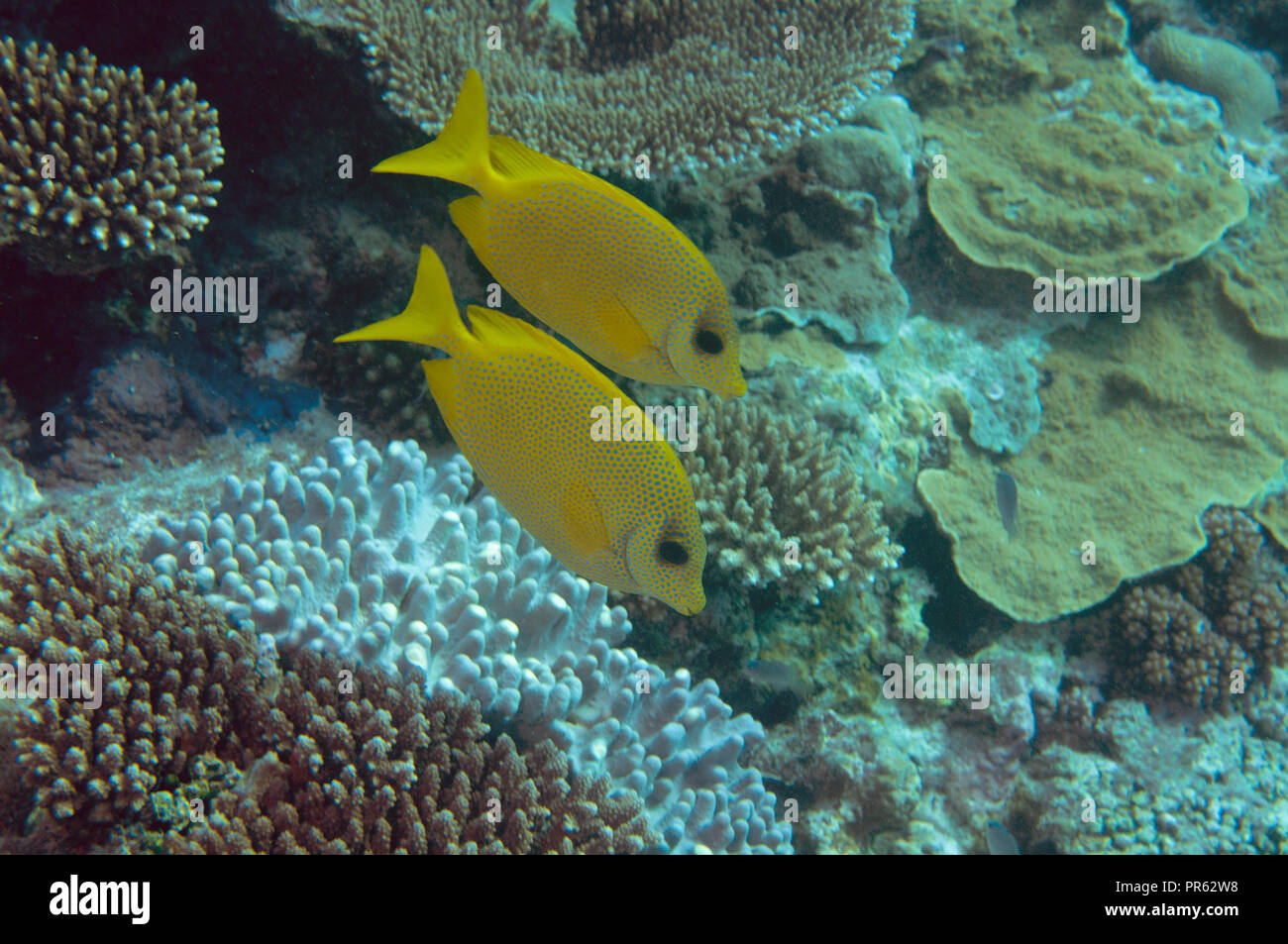 Coral rabbitfish or blue-spotted spinefoot, Siganus corallinus, Heron ...