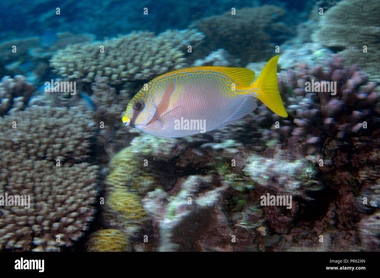 Barred rabbitfish or barred spinefoot, Siganus doliatus, Heron Island ...