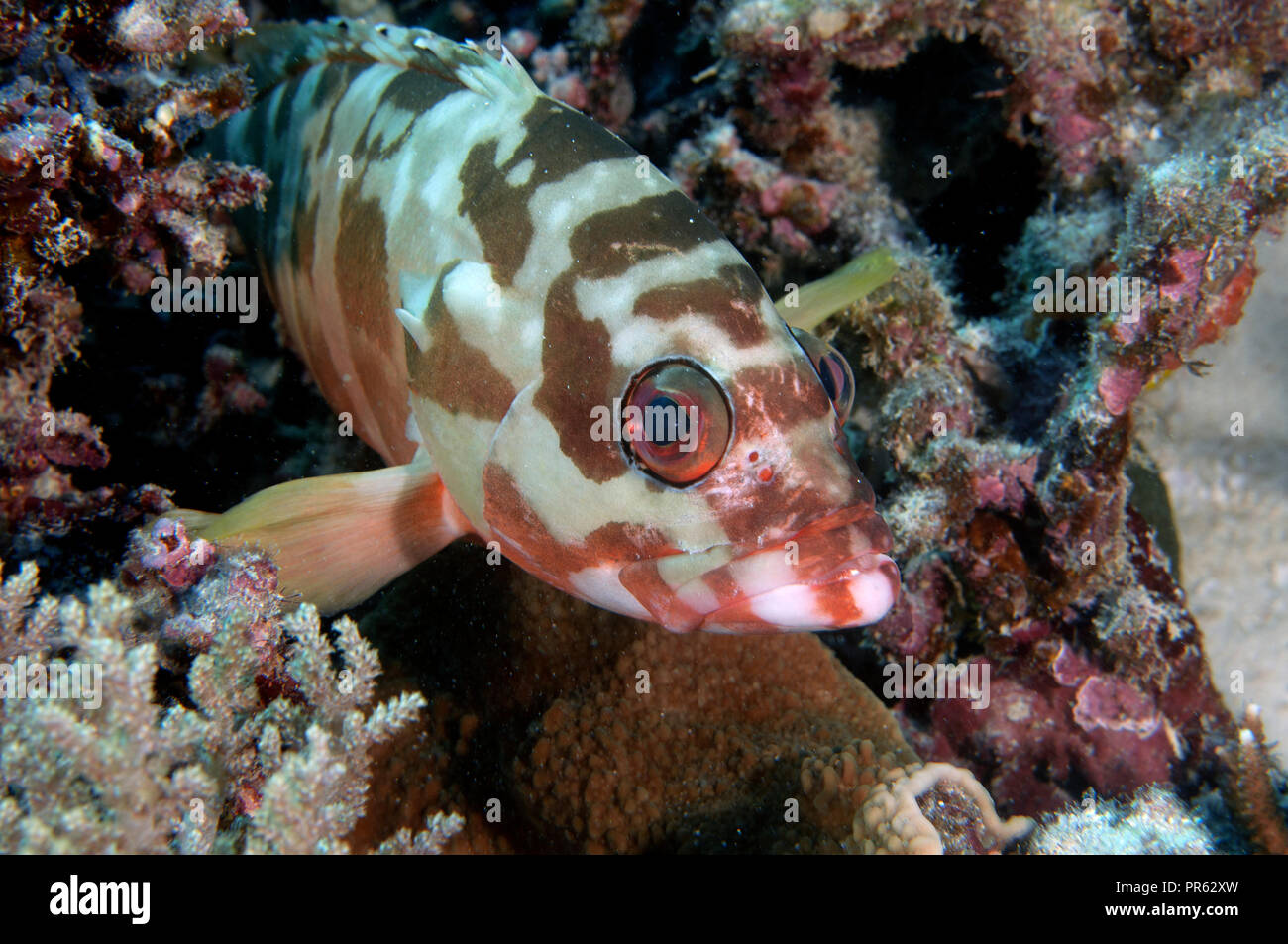 Blacktip grouper epinephelus fasciatus hi-res stock photography and ...