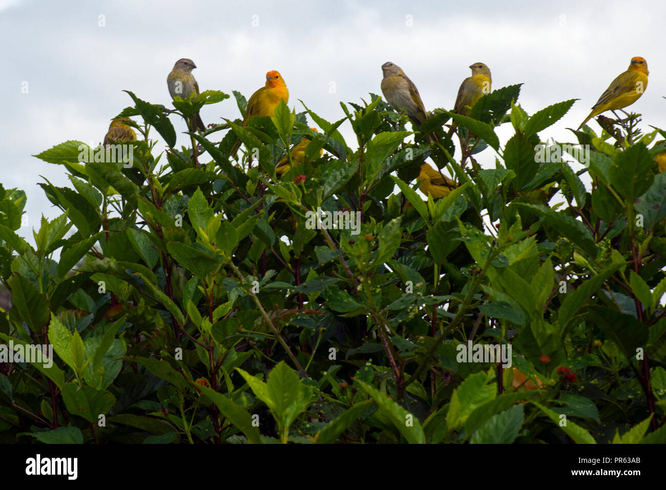 Group of finches hi-res stock photography and images - Alamy