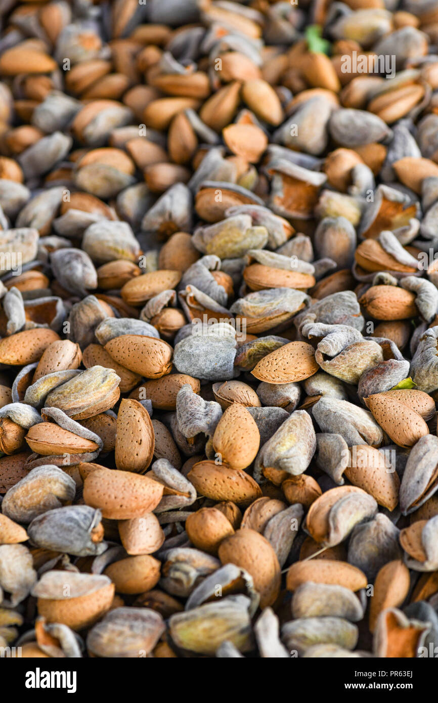 shelled almonds in husk newly harvest full frame vertical image blurred ...