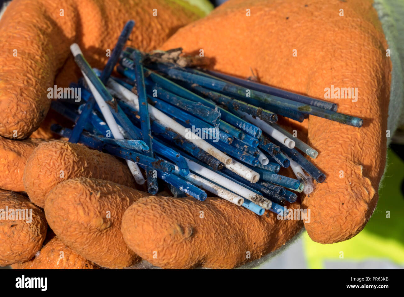 plastic cotton buds removed from River Clyde Stock Photo - Alamy
