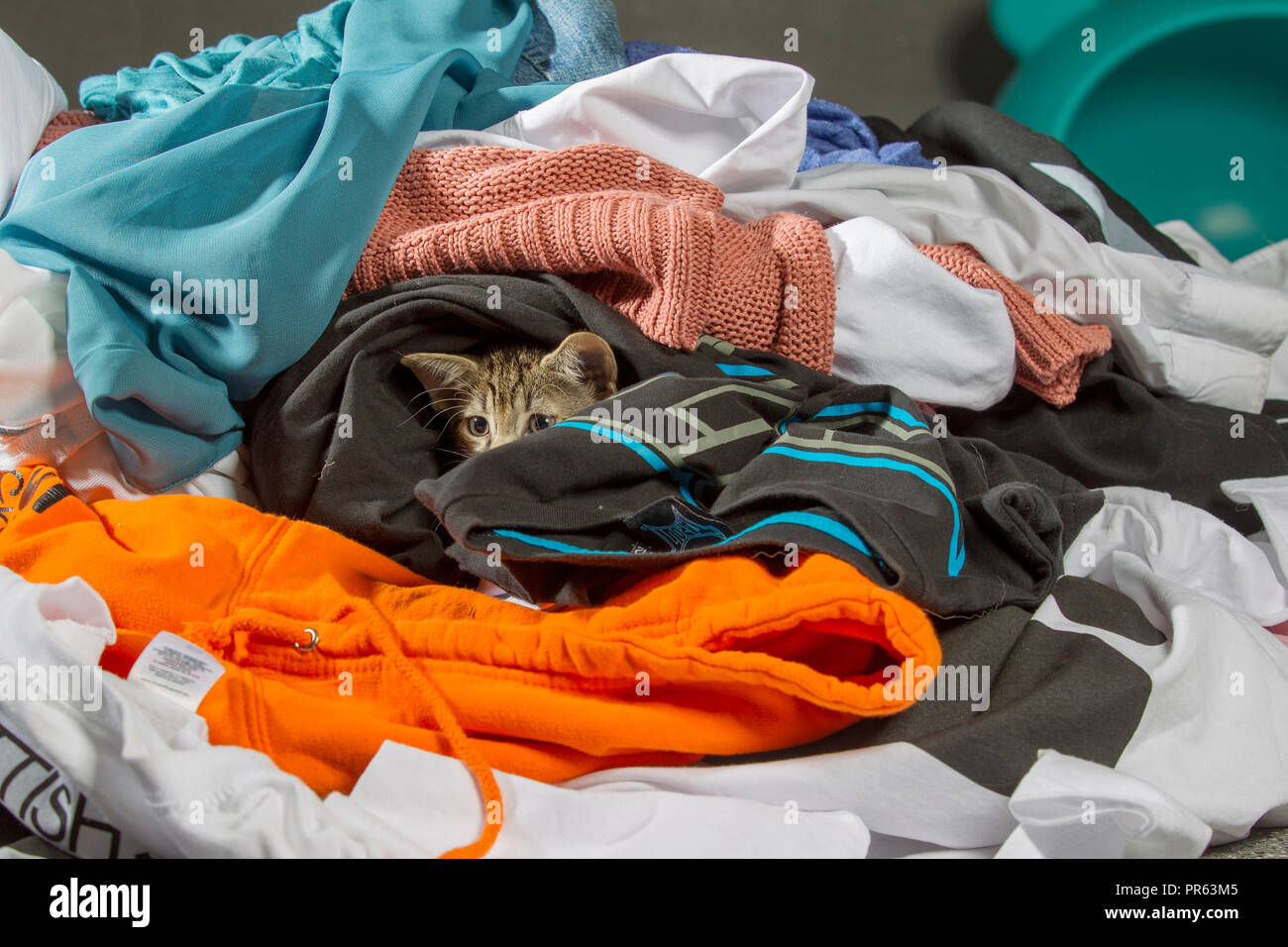 Kitten in Laundry Stock Photo - Alamy