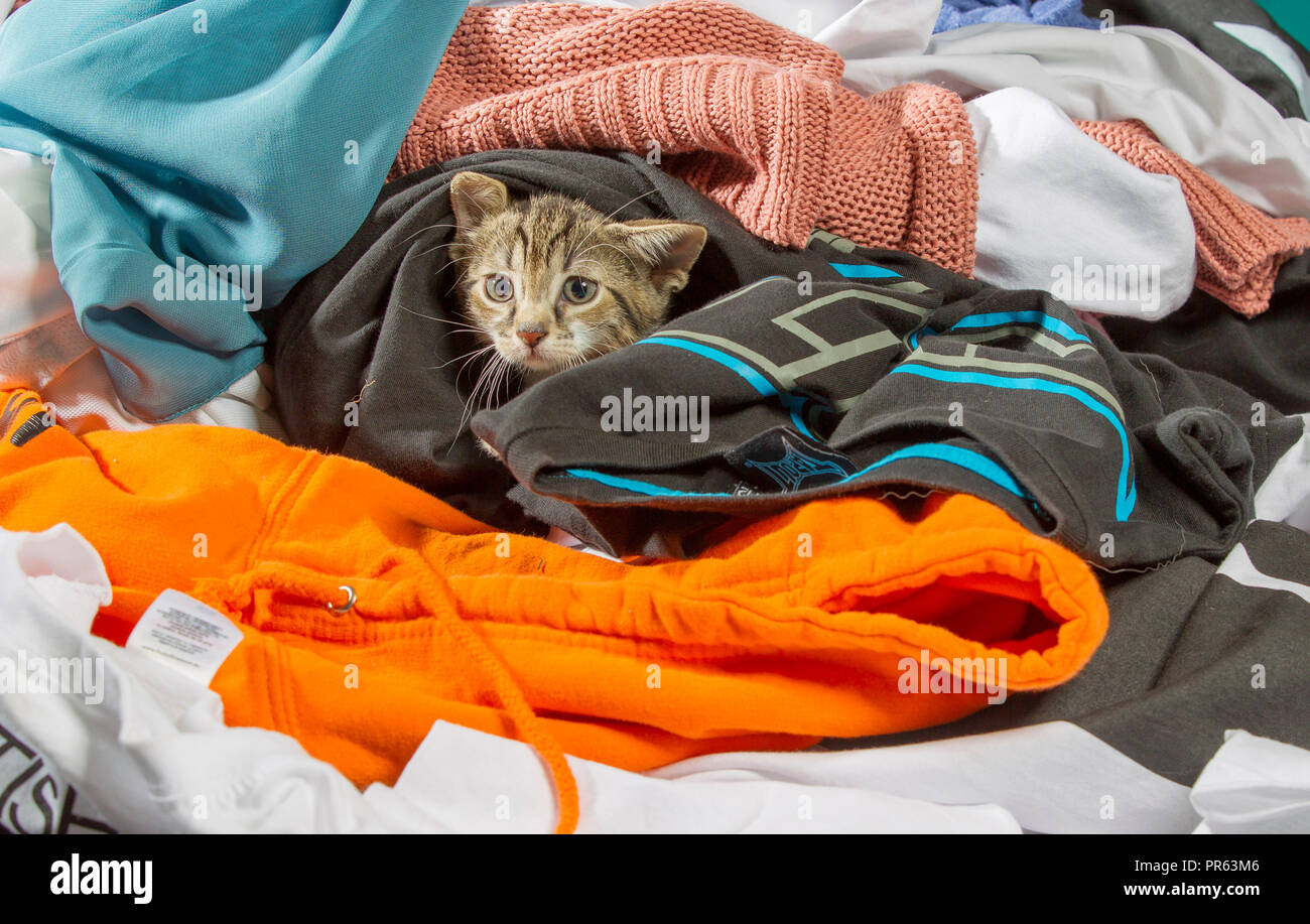 Kitten in Laundry Stock Photo - Alamy