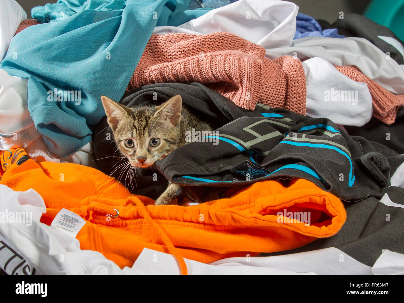 Pouncing Cat Stock Photos & Pouncing Cat Stock Images - Alamy