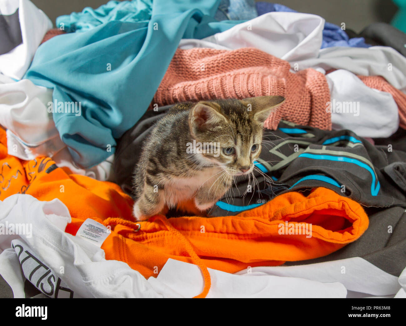 Kitten in Laundry Stock Photo - Alamy