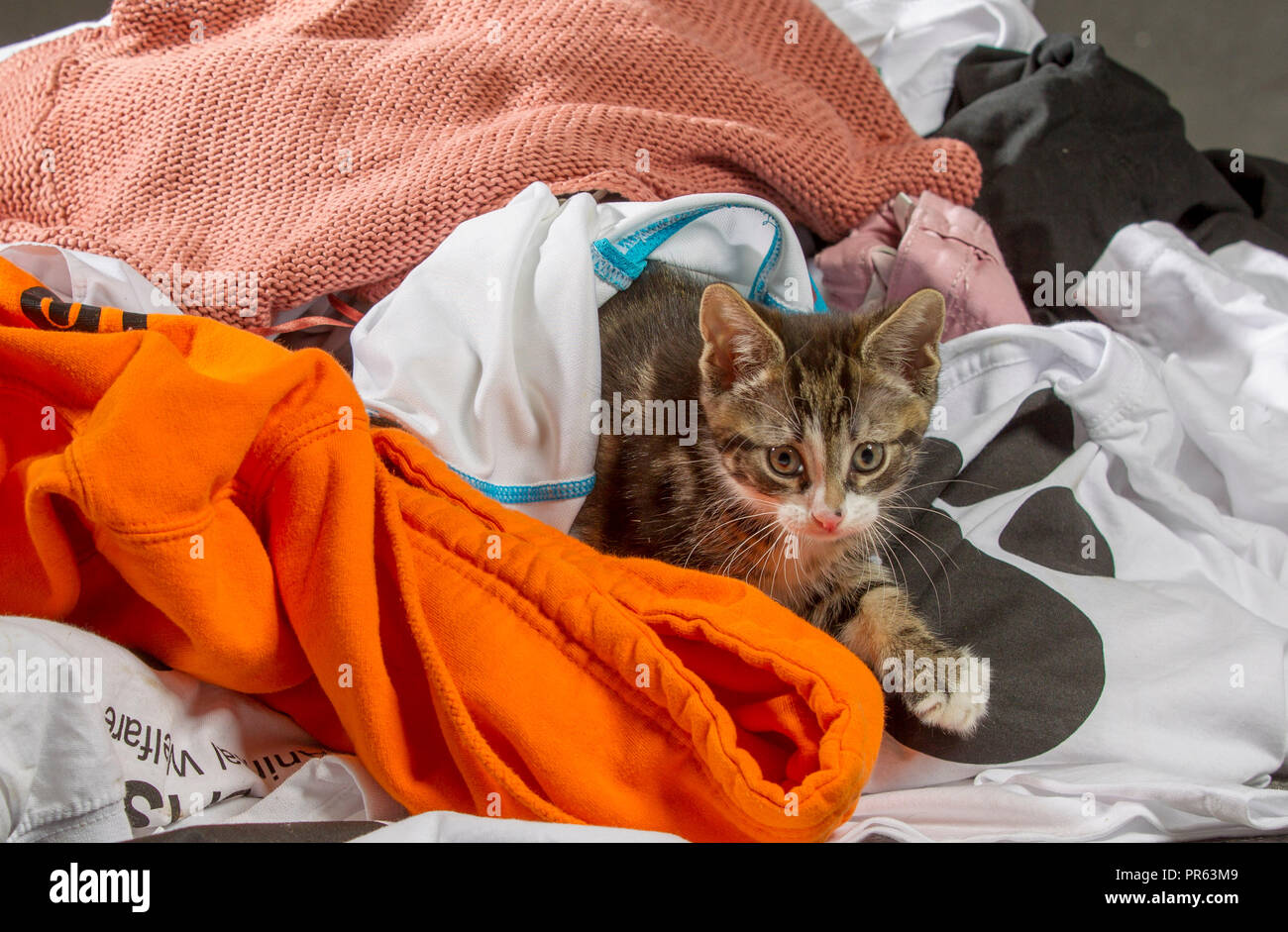 Kitten in Laundry Stock Photo - Alamy