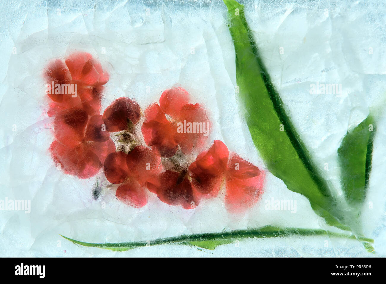 Frozen beautiful flower. blossomsin the ice cube Stock Photo - Alamy