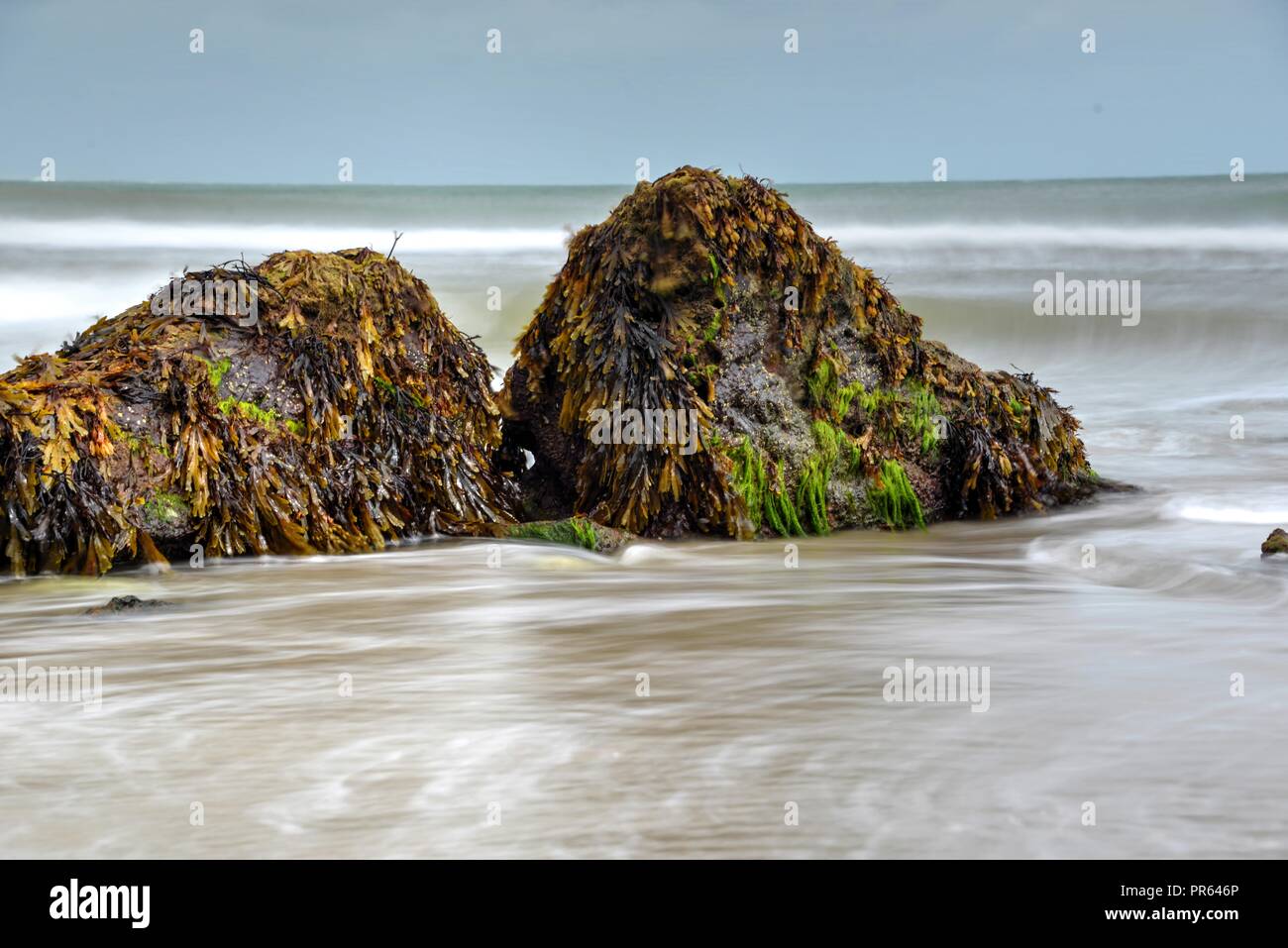 Two large seaweed covered rocks in a calm sea Stock Photo - Alamy