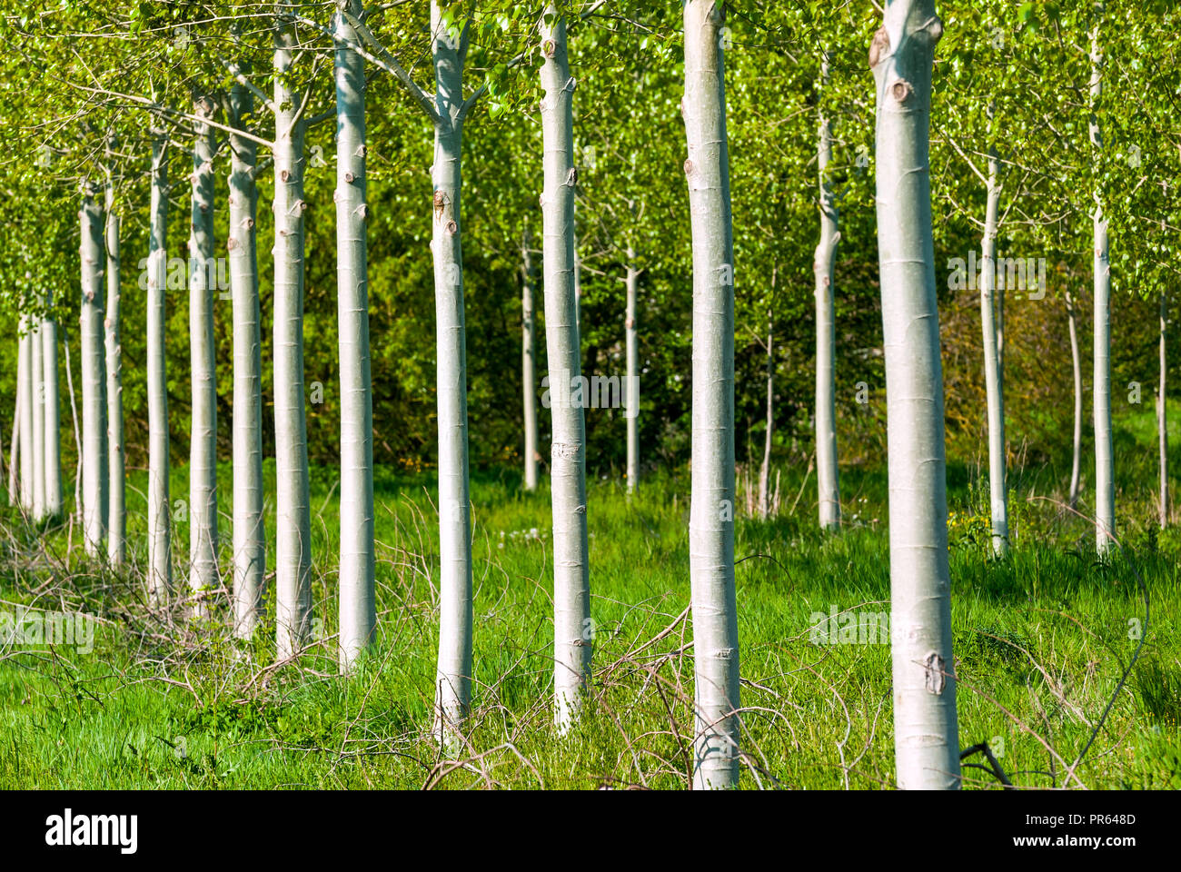 Poplar trees and france hi-res stock photography and images - Alamy