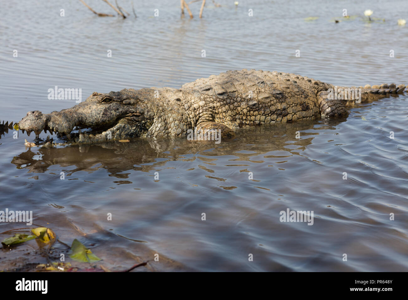 Sacred crocodile in Sabou, Burkina Faso, Africa Stock Photo - Alamy