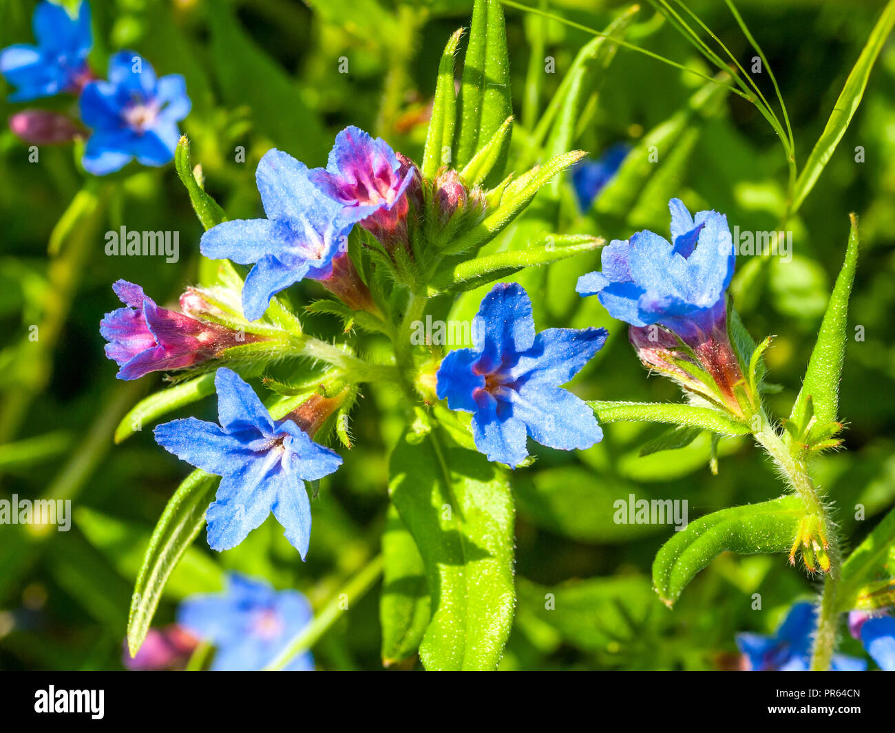 Purple Gromwell / Lithospermum purpuro-caeruleum flowers (rare in ...