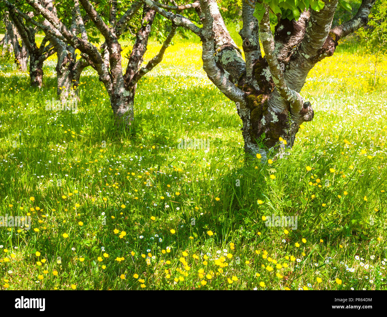 Trunks of old Silver Birch trees in meadow- France Stock Photo - Alamy