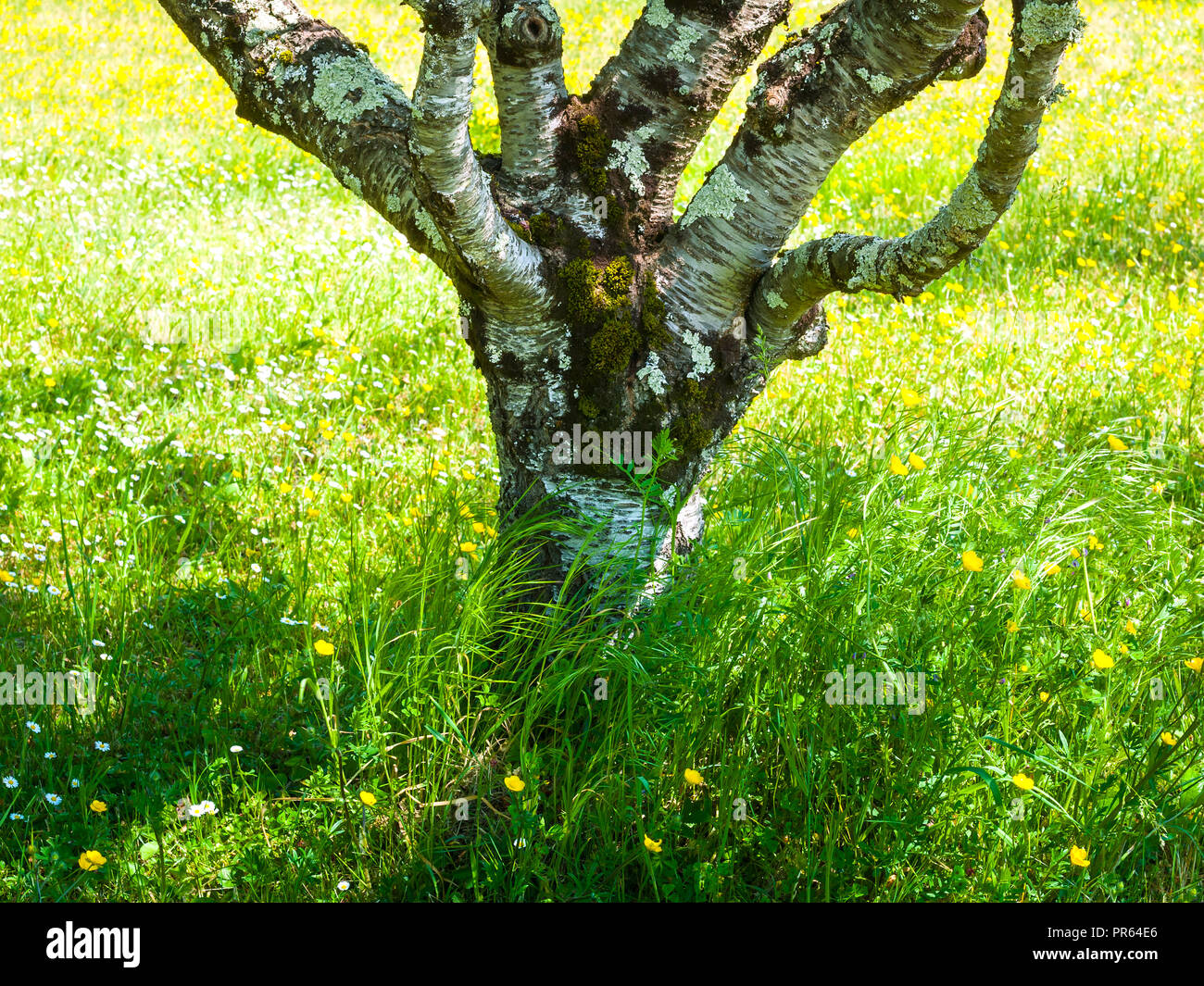 Silver birch trees france hi-res stock photography and images - Alamy