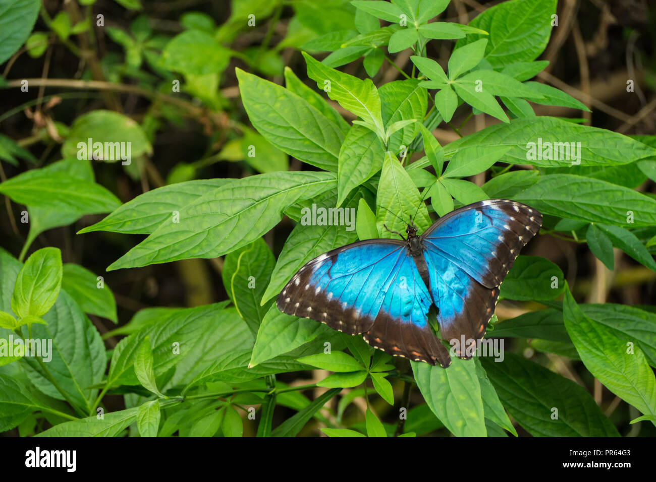Butterflies amazon peru butterfly hi-res stock photography and images ...