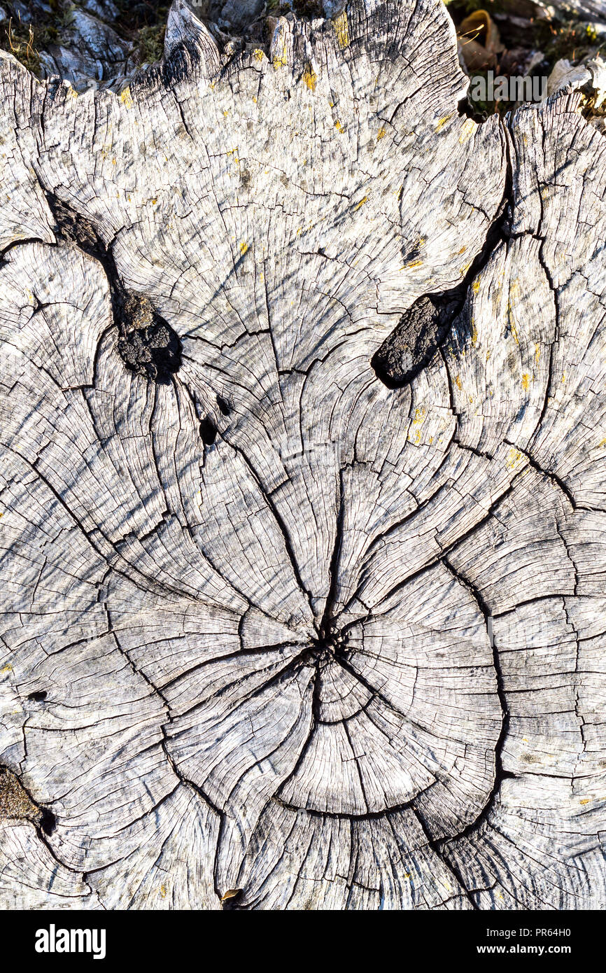 Ghostly face revealed in cracked tree stump Stock Photo - Alamy