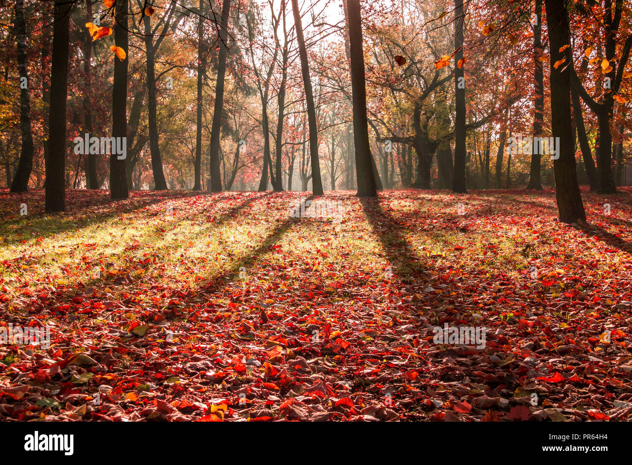 Park in the fall Stock Photo - Alamy