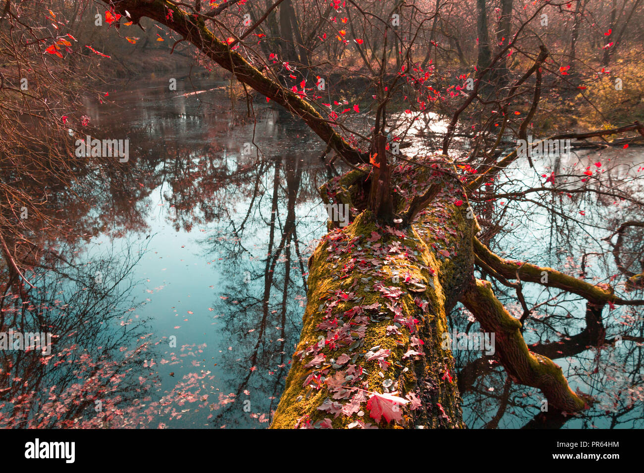 Tree trunk in the water Stock Photo - Alamy