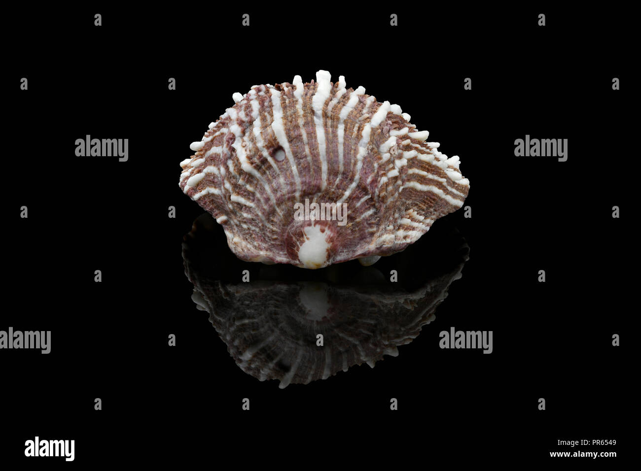 Wwf design hi-res stock photography and images - Alamy