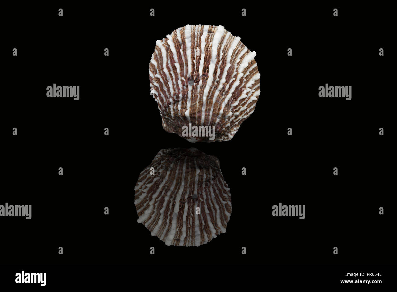 Species pacifica hi-res stock photography and images - Alamy