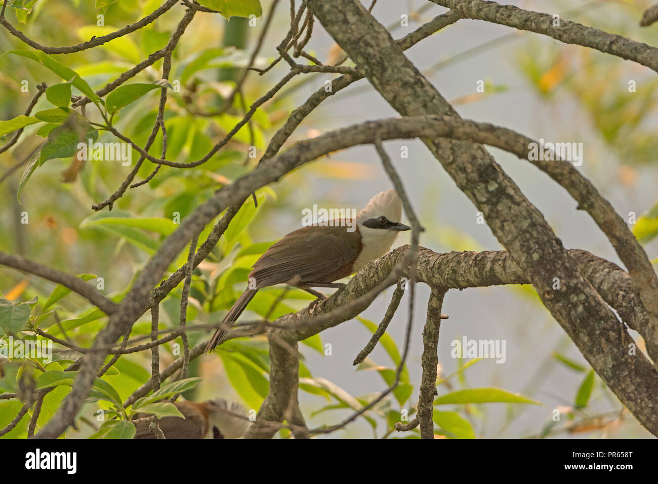 White Crested Laughing Thrush in a Tree in Pokhara, Nepal Stock Photo ...