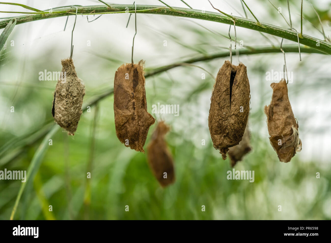 Butterfly cocoons hanging on a tropical flower stem ready to hatch ...