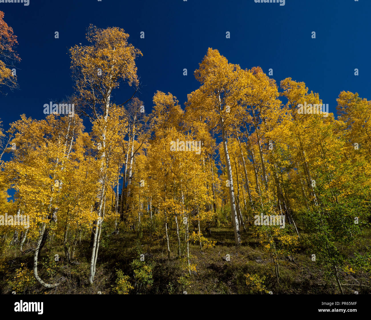 Aspen leaves turning yellow hi-res stock photography and images - Alamy