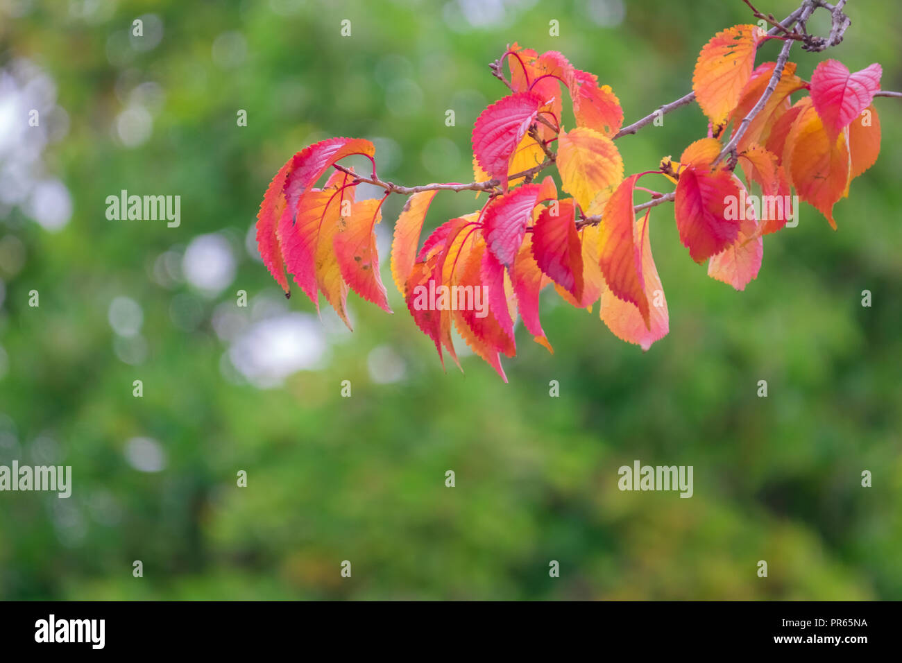 First red and purple leaves on a branch of a tree on an autumn day in a ...