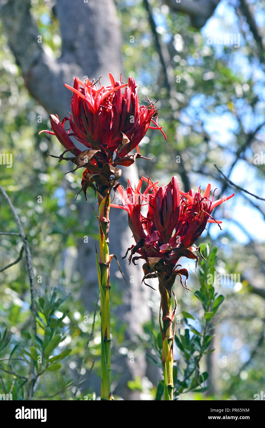 Pair of Gymea Lily flowers, Doryanthes excelsa, growing in sclerophyll ...
