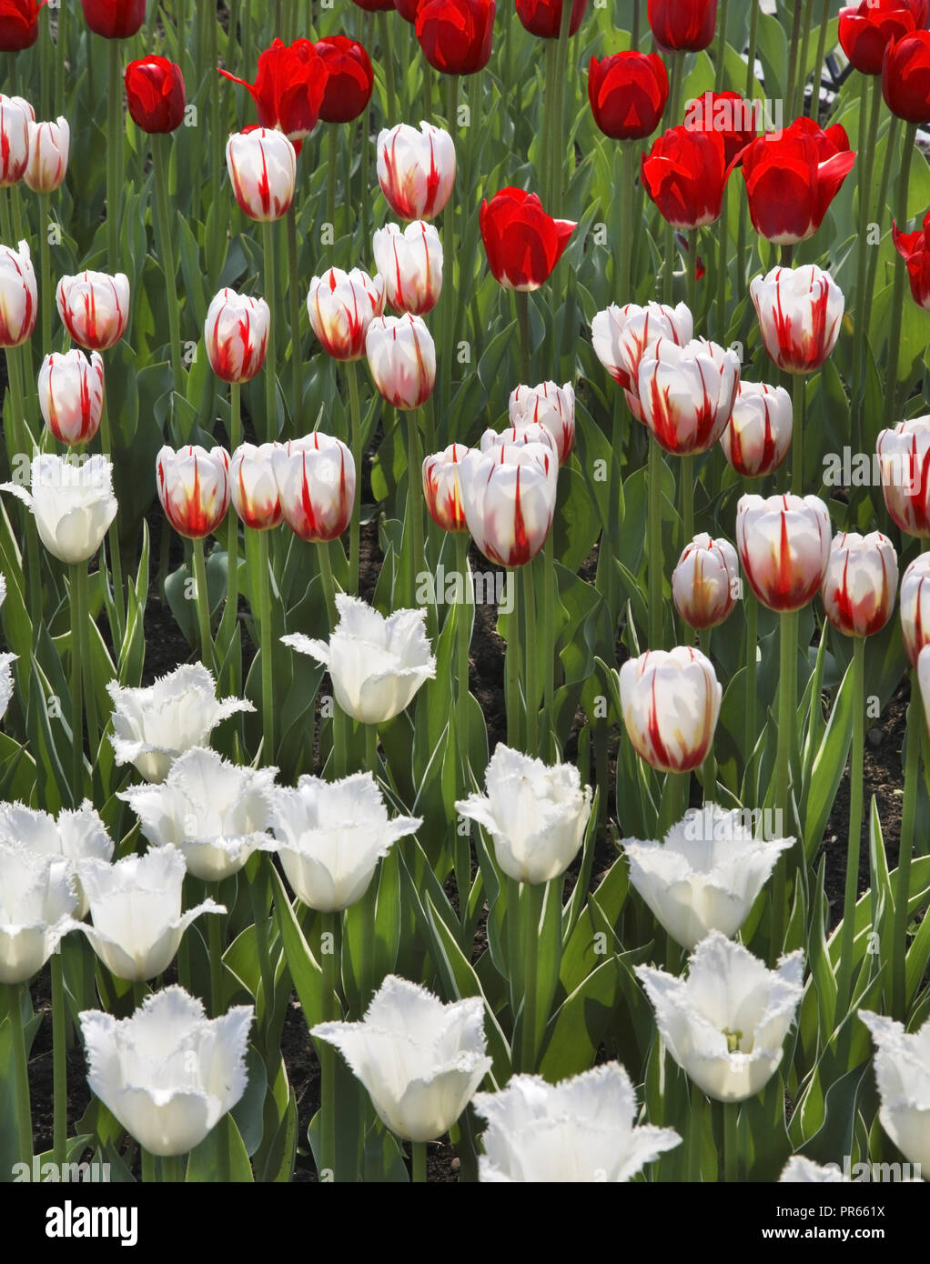 Tulip in Yuzhno-Sakhalinsk. Sakhalin island. Russia Stock Photo - Alamy