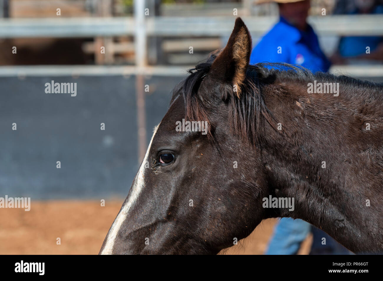 Australia, Northern Territory, Katherine, Katherine Outback Experience ...