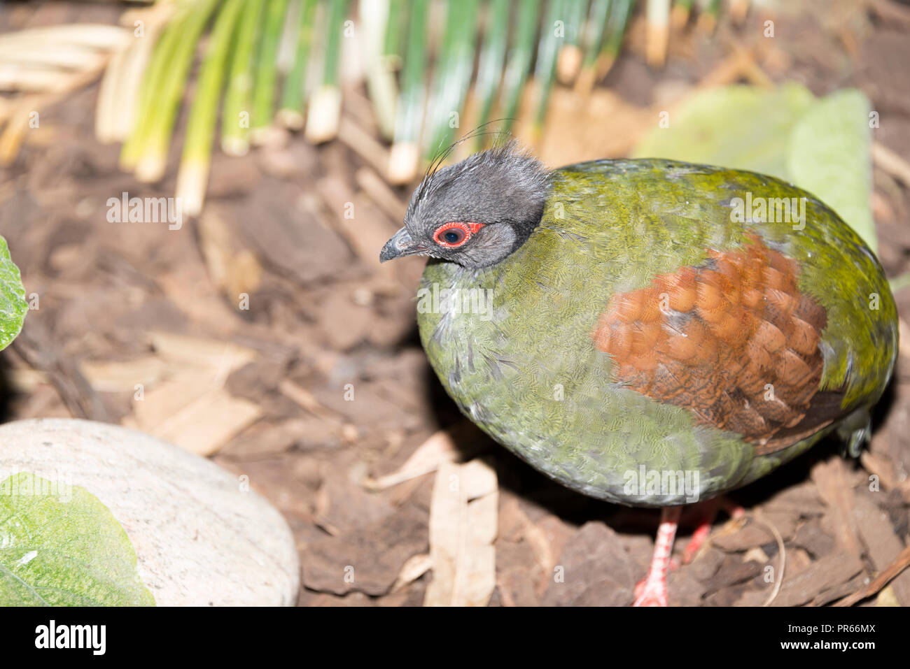 Female partridge hi-res stock photography and images - Alamy