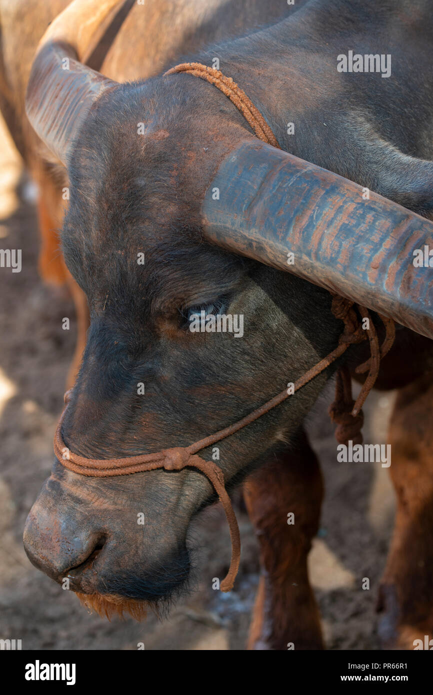 Australia, Northern Territory, Katherine, Katherine Outback Experience ...