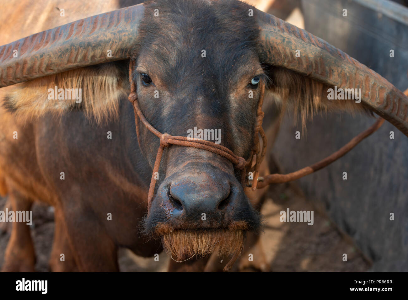 Water buffalo australia hi-res stock photography and images - Alamy