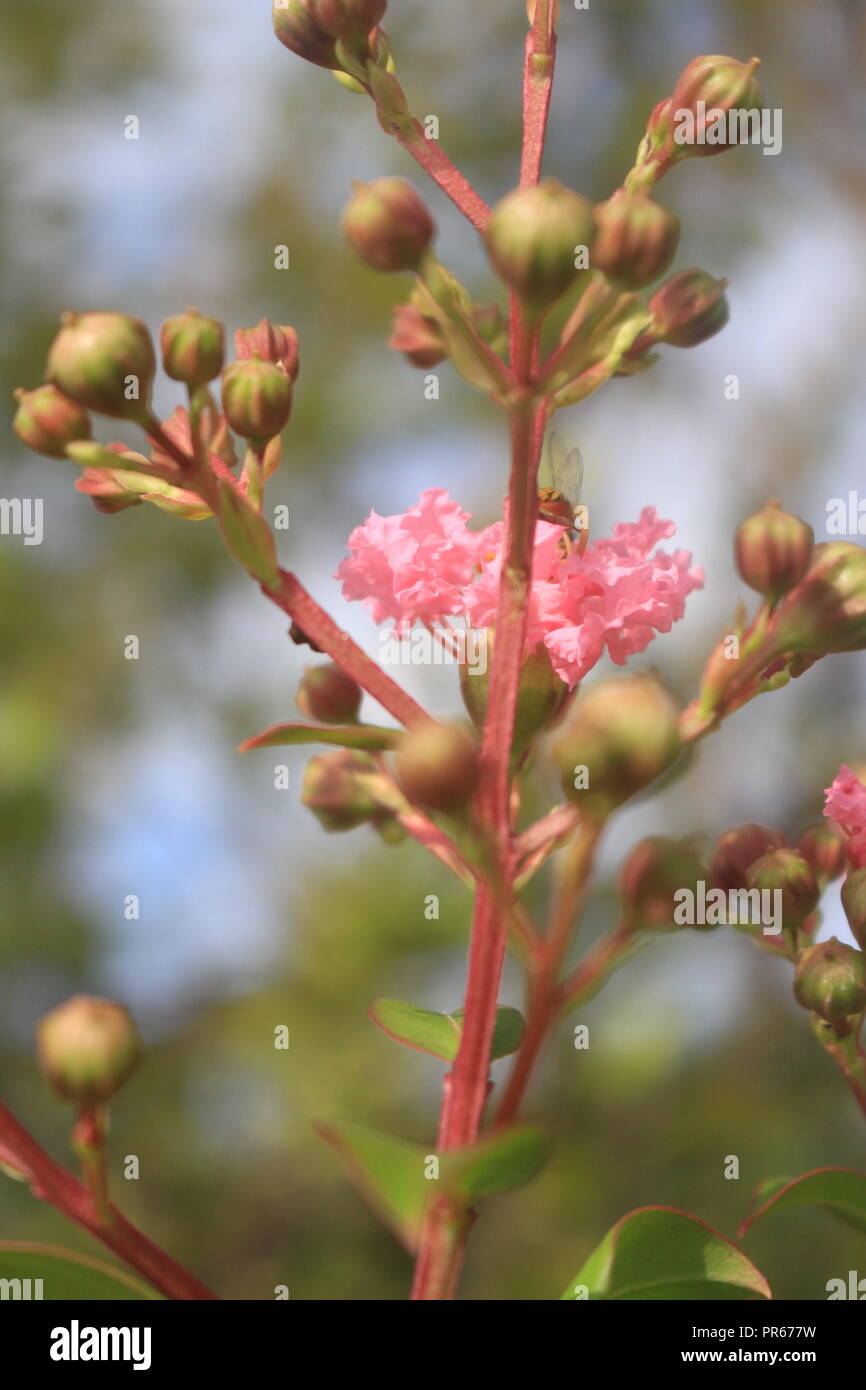 A weekend of nature shooting Stock Photo - Alamy